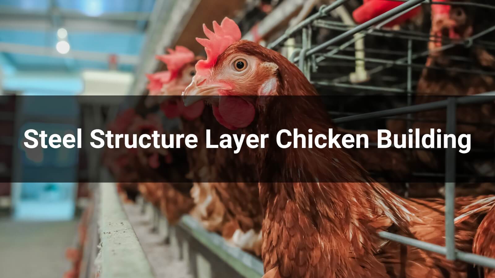 Layer Chicken Building: Steel Structure Design, Cost & Layout - Taoyao